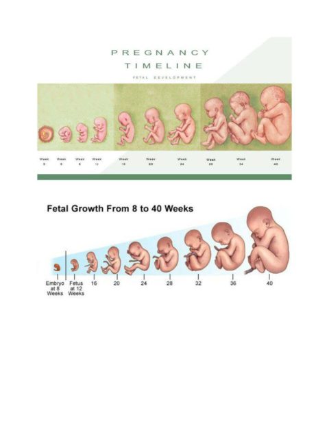 Fetal Development Timeline • Thrive Orlando